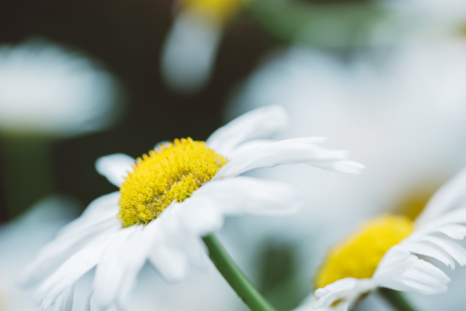 Photo Gallery | Bee simple みつろうラップ